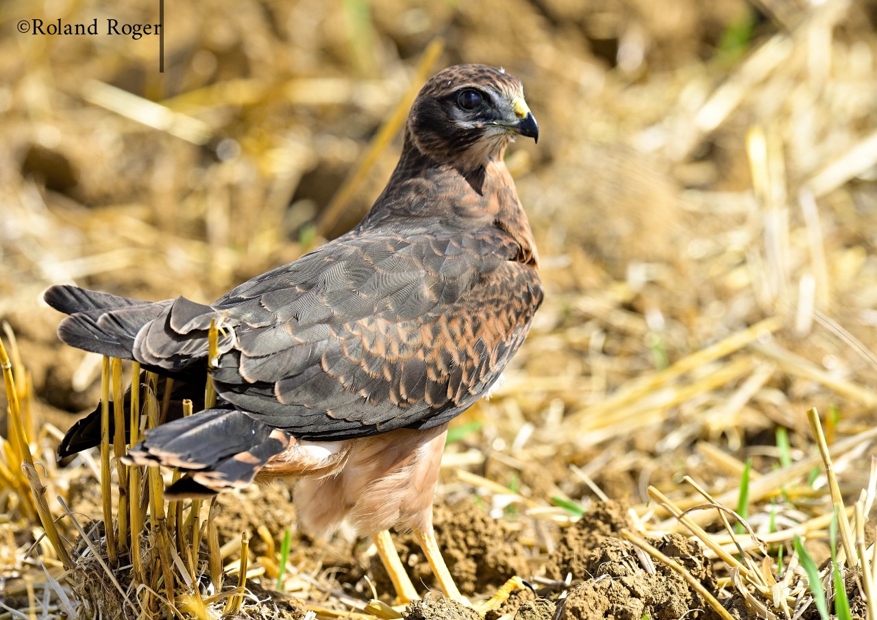 Opération de protection du Busard Cendré – Association Torcol