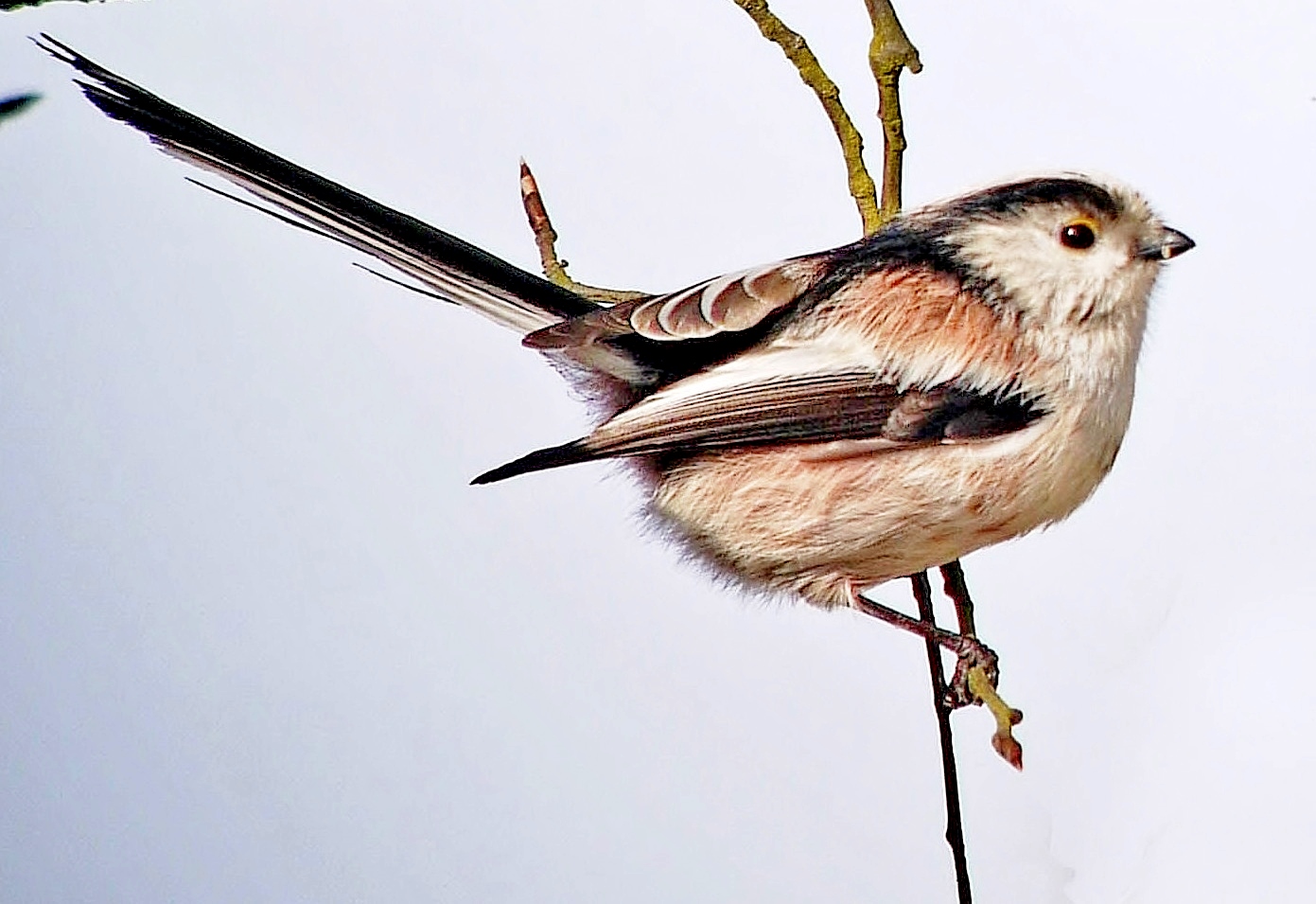 La mésange à longue queue – Association Torcol